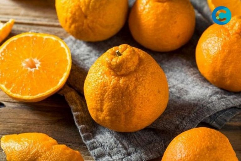 Apa Benar Jeruk Mandarin Berasal dari Tiongkok? – Cakap