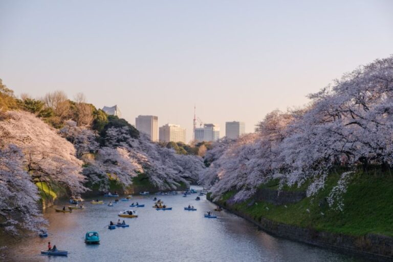 Mengenal Hanami di Jepang dan 5 Fakta Menariknya – Cakap